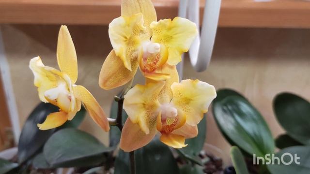 Зимнее цветение моих орхидей. Декабрь 2023 года.