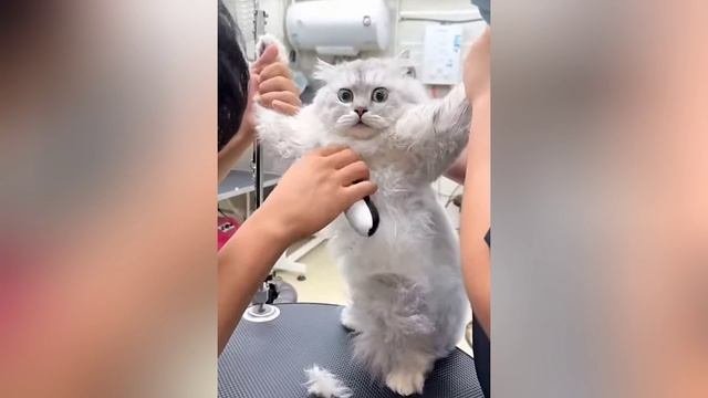 Соседская банда! Смешное видео с котами и котятами для хорошего настроения!