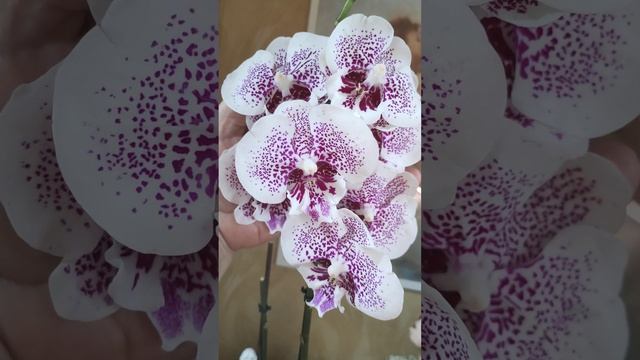 Орхидея фаленопсис Allura Genie. Новинка в моей коллекции от Zebo Orhids