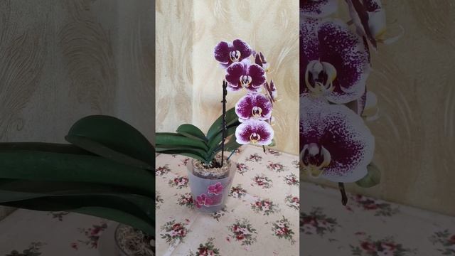 Dtps. Reyoung Splash (OX Firebird х Join Angel "TH274").