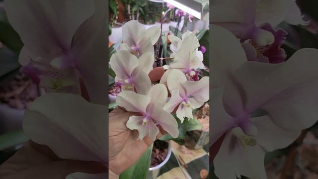 Орхидея фаленопсис (биг лип) 08.10.2024 г