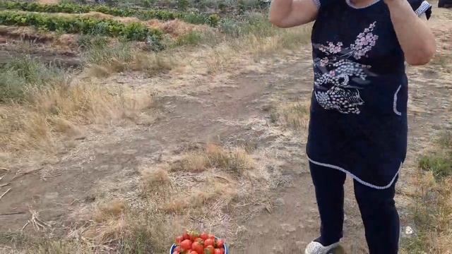 Вот это съездили мы за клубничкой!!!