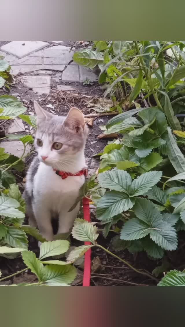 Я гуляю на лугу - прогулки Маркиза под веселые песенки #котенок