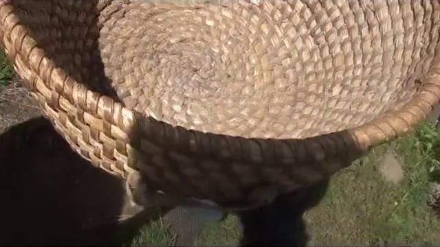 Невероятное приключение гнесинцев на Брянщине