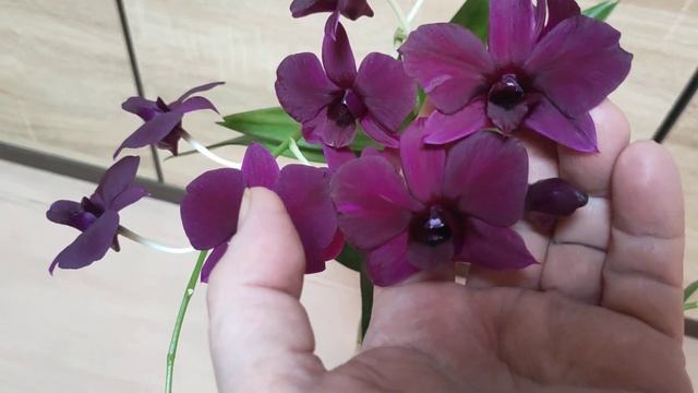 Дендробиум фаленопсис Tailand Black 2024 год октябрь