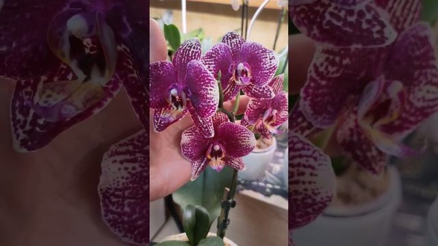 Орхидея фаленопсис Asian Dragon или Golden Desire (?)