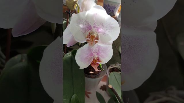 Орхидея фаленопсис Pretty Romance. Летнее цветение.