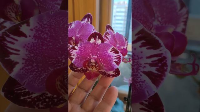 Орхидея фаленопсис OX Firebirds.