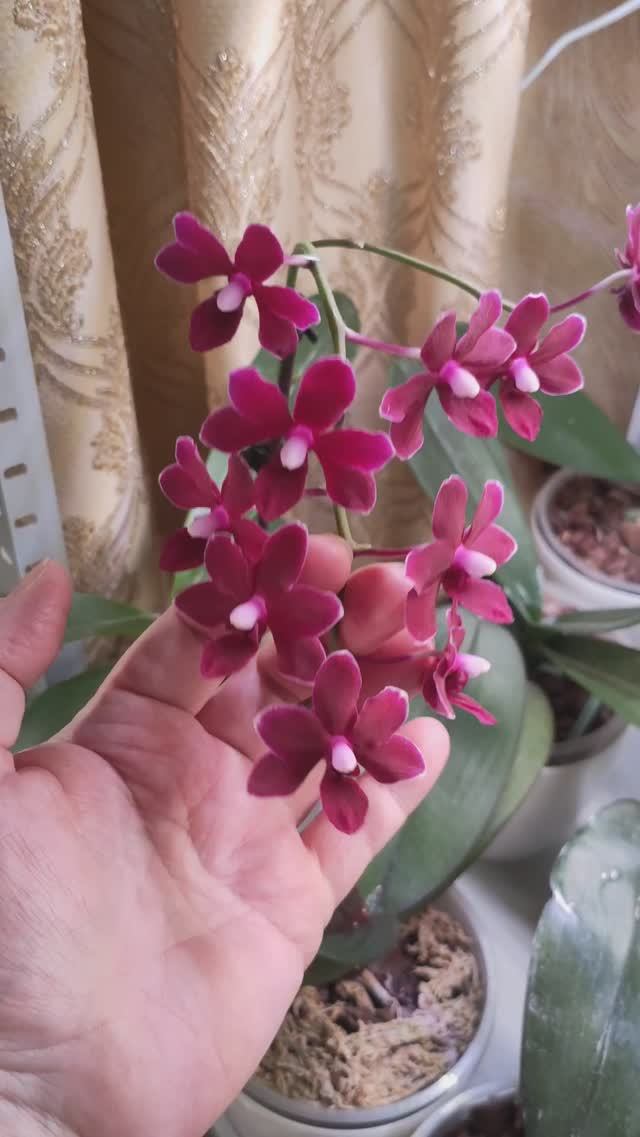 Орхидея фаленопсис Black Pearl. Видео 3.