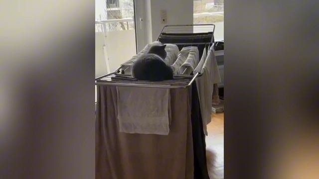 Смешное видео с котами и котятами для хорошего настроения! #8