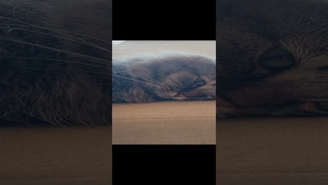 Кот устал #shorts #cat #кот #топ #животные