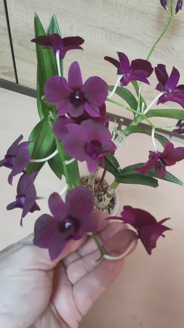 Дендробиум фаленопсис Thailand Black. 2024 год октябрь