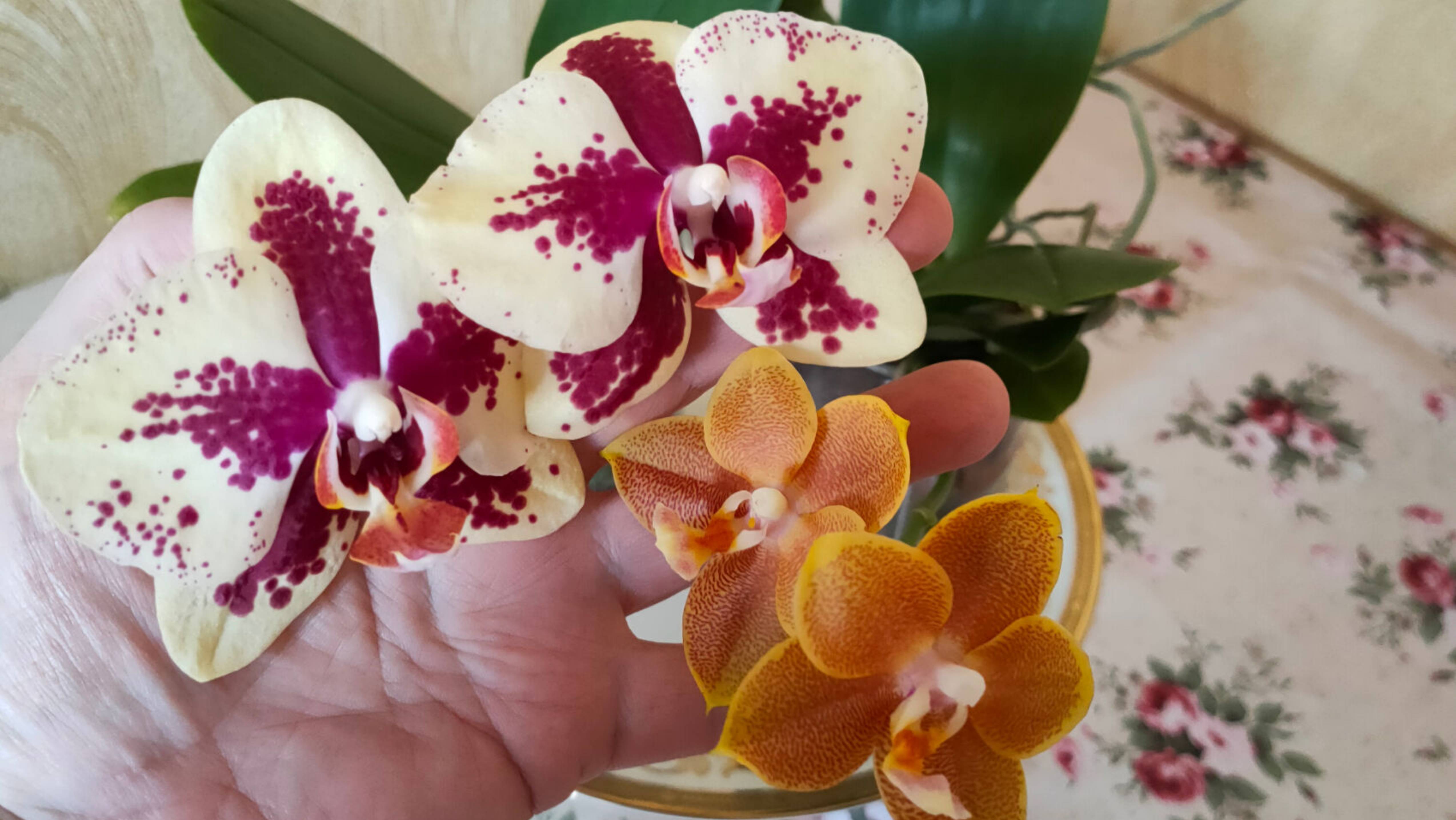 Орхидеи фаленопсис PF-5018 (Starfish) и PF-6156 (ароматный).