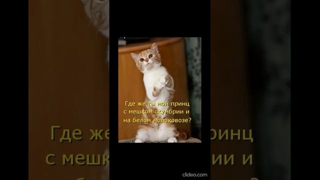 Из жизни котов. 😃