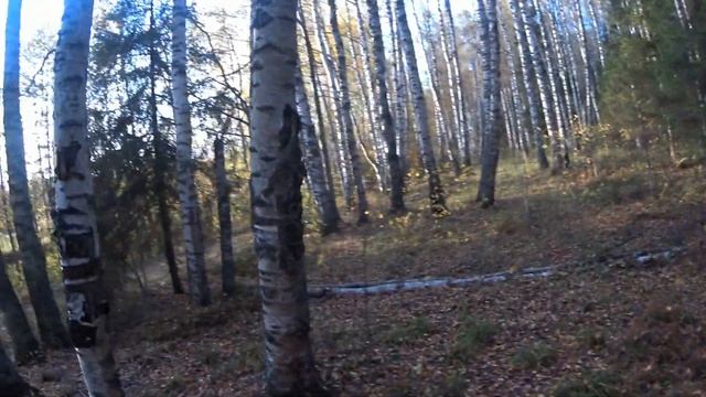 Одиночный поход в лес. Осенняя сказка.