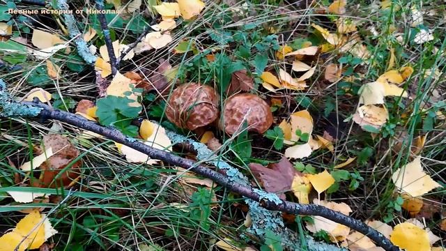 Тихая охота в разгаре. Часть 4.