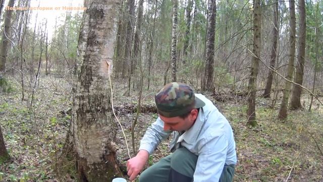 Сбор березового сока. Одиночный поход в лес.