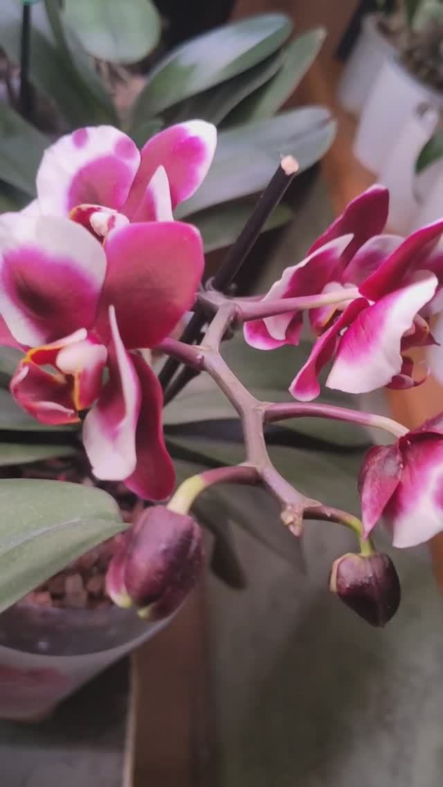 Орхидея фаленопсис Gaucho (Гаучо)