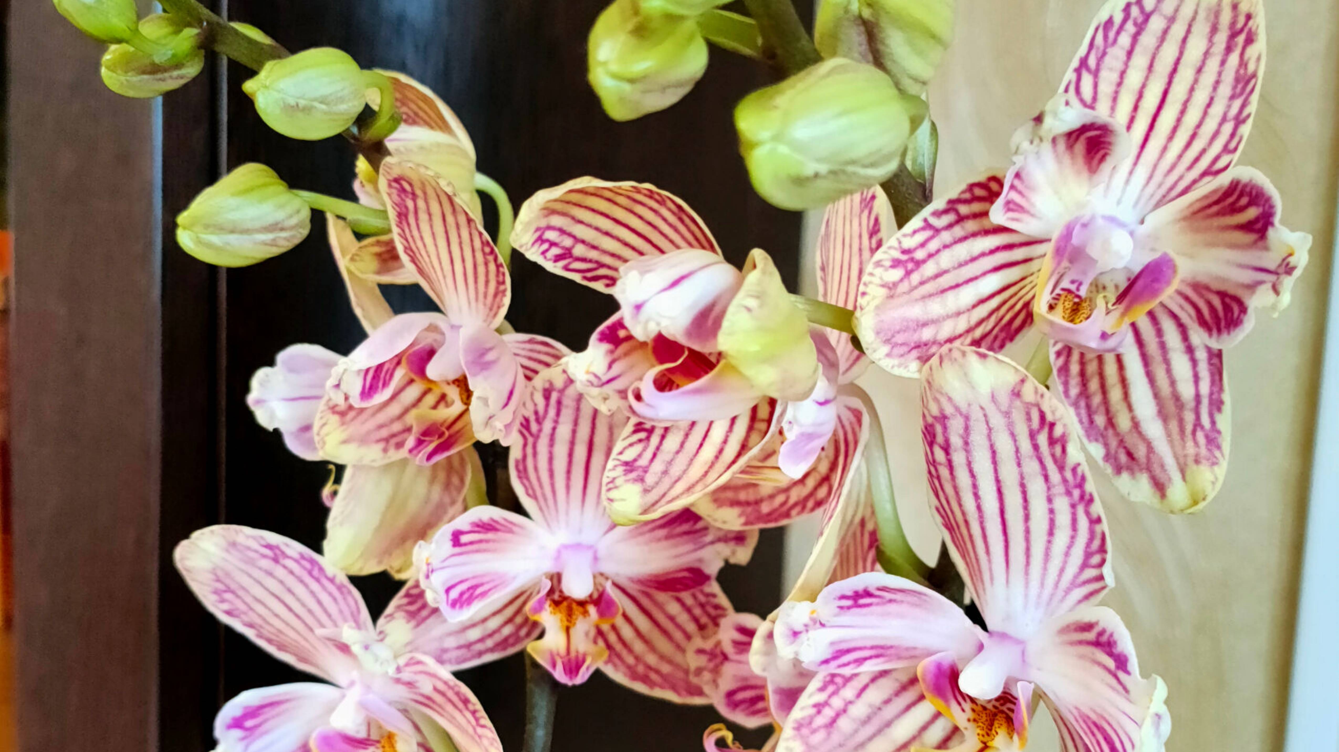 Орхидея фаленопсис Torino peloric (Торино), мутация 'бантик'.