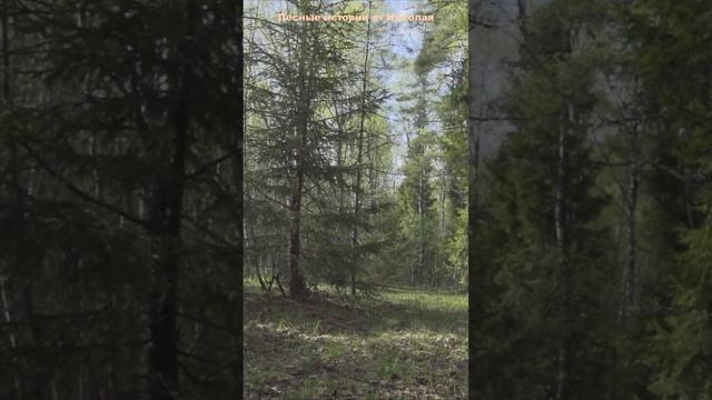 Апрельские трели 2024