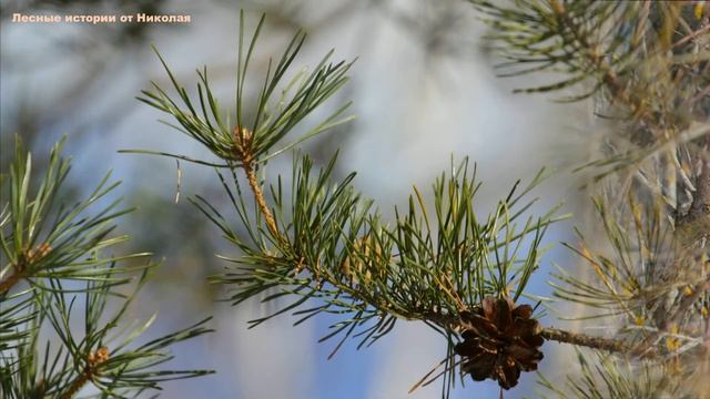 Пробуждение природы весной 2021. Часть 2. Одиночный поход в лес.