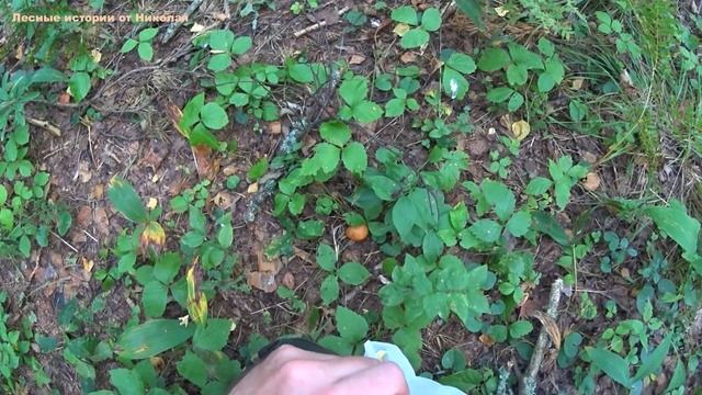 Маслята пошли.  Столько грибов я еще не видел! Первый белый после засухи.