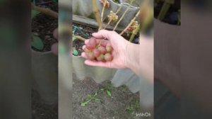 Обзор виноградника в открытом грунте. Вызревание гроздей и лоз на 13 сентября 2020 года.