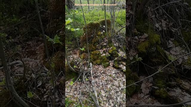 Природа весеннего леса | Черника уже с ягодами