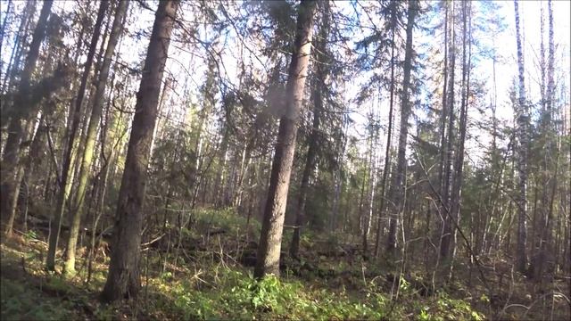 Охота на зайца с русскими гончими 19.10.24г. Не наш день)))