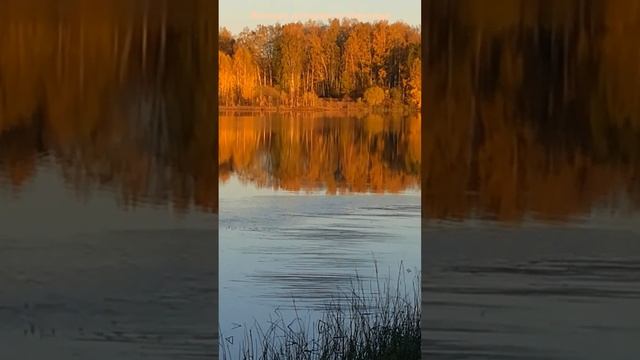 Хищник гоняет малька на озере | октябрь 2022