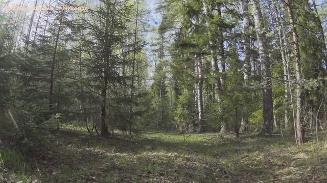Весенний концерт в лесу | Релакс