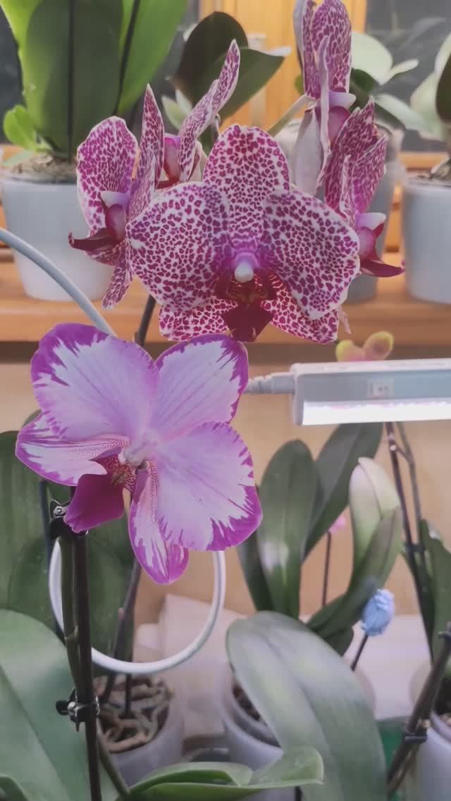 Орхидеи фаленопсис Red Sesame и Toshi. Куплены в группе Zebo Orhids.