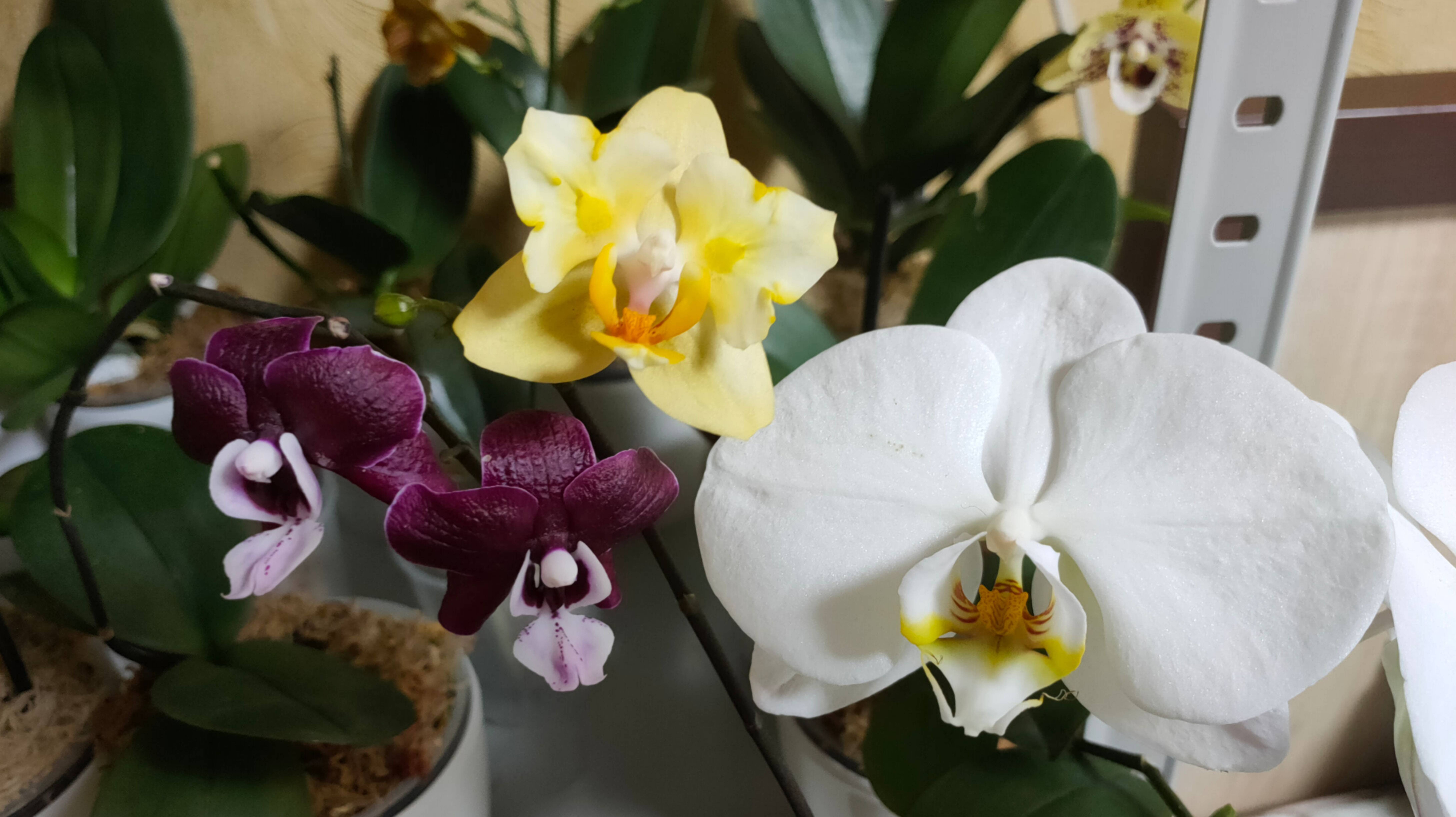 Орхидеи фаленопсис Kaoda Twinkle, Little Imperor 'ES' и Sogo Yukidian.