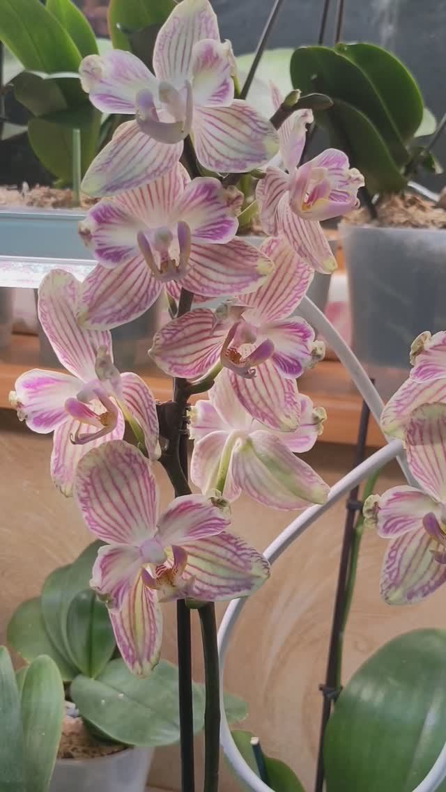 Орхидея фаленопсис Торино в мутации "бантик"