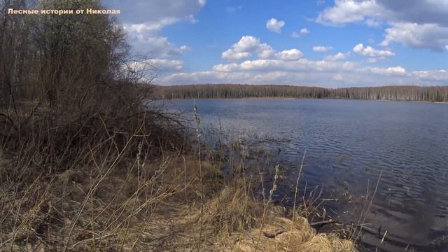 Поход за сморчками | Середина апреля 2023