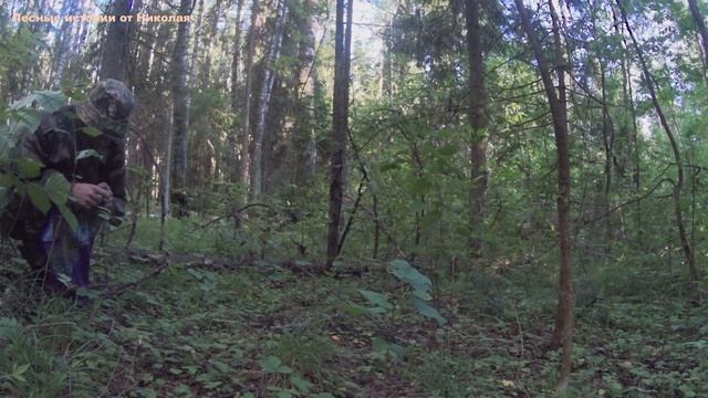Петушки(лисички) продолжают радовать несмотря на 35 градусную жару