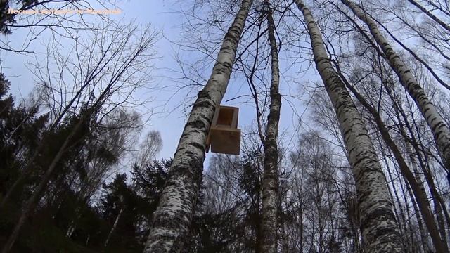 Релакс. Звуки березовой рощи.