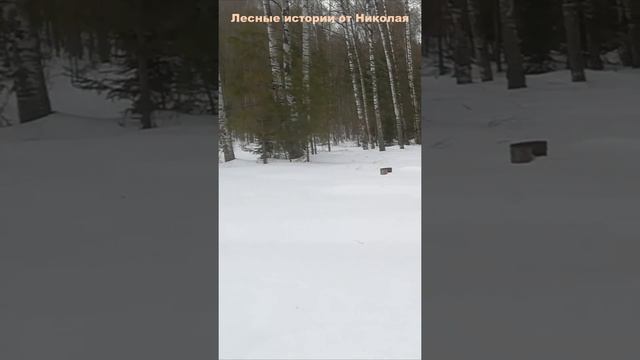 Одиночный поход в лес. Природа в мартовском лесу. #shorts