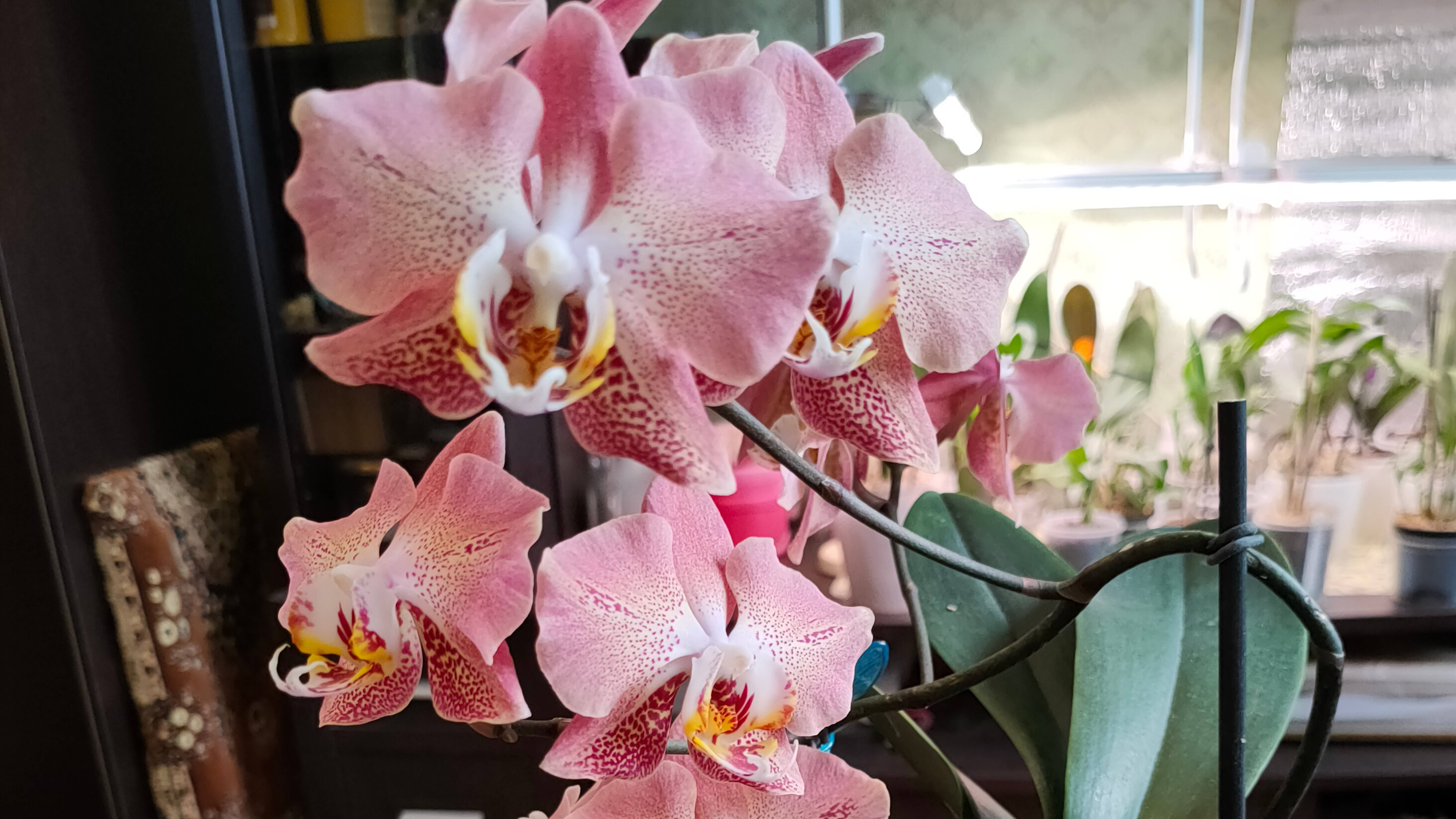 Орхидея фаленопсис Leco Fantastic (Леко Фантастик). Новинка в моей коллекции.