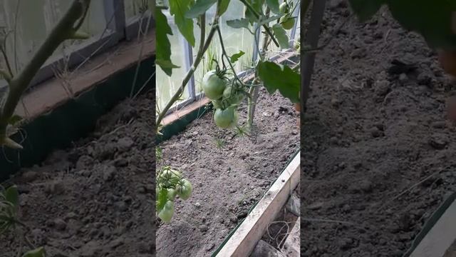 Самый вкусный сорт томатов Бычье сердце. Урожайные сорта.