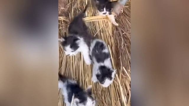 Веселые котята для хорошего настроения! Подборка приколов с котами и котятами! #2