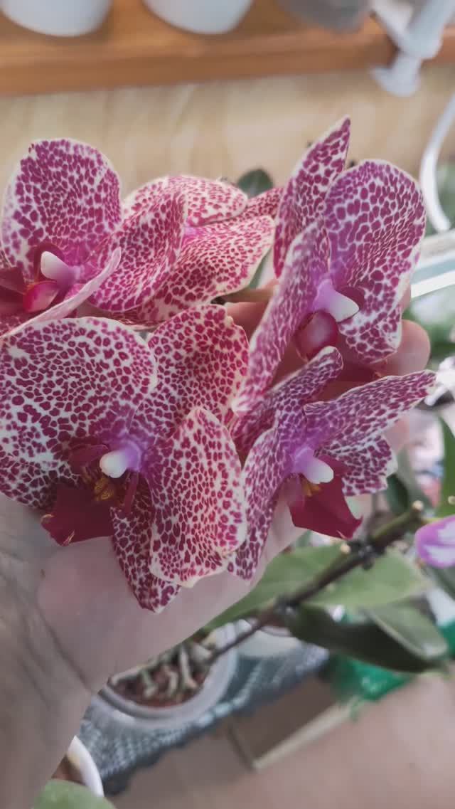 Орхидея фаленопсис Red Sesame. Куплен в группе Зебо Zebo Orhids.