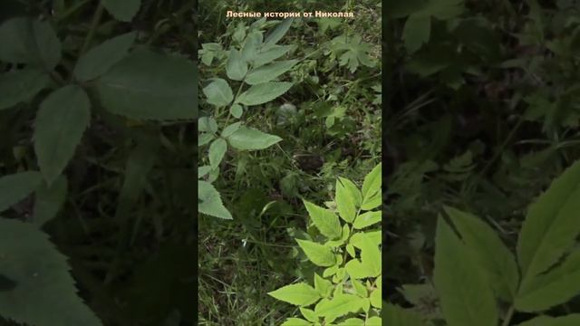 Как маленький дрозд прячется в траве