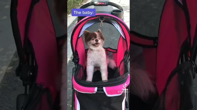 The struggles of being a millennial 😂 We just dropped our NEW REVOLUTIONARY PET STROLLER! 🥰 #pets