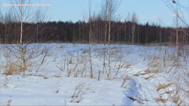 Пробуждение природы весной 2021. Часть 1. Одиночный поход в лес.