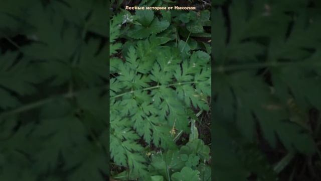 Случайная встреча | Маленький уж
