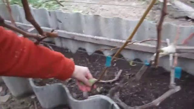 Обрезка взрослого куста винограда