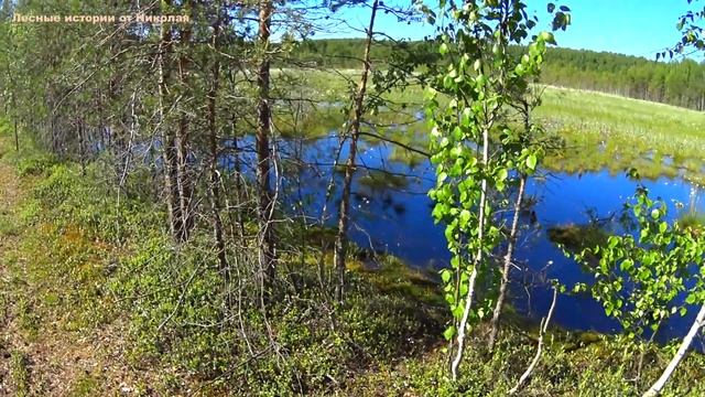 Лесное озеро. Новые тропы. Гадюка на дороге. Одиночный поход в лес 2021. Часть 1.