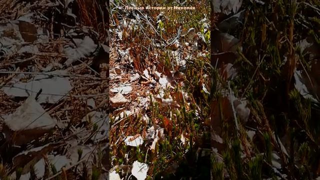 Красивая болотная ящерица | Мир вокруг нас