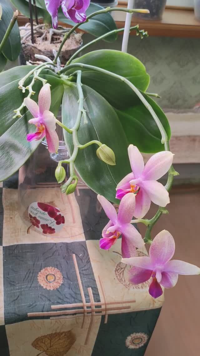 Орхидея фаленопсис Liodoro (Sweet Memory).